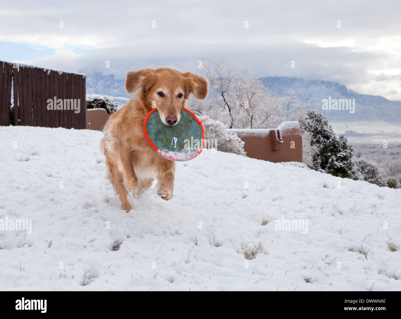 Tessa plays with her frisbee in the snow. Photo by Janet Worne Stock ...
