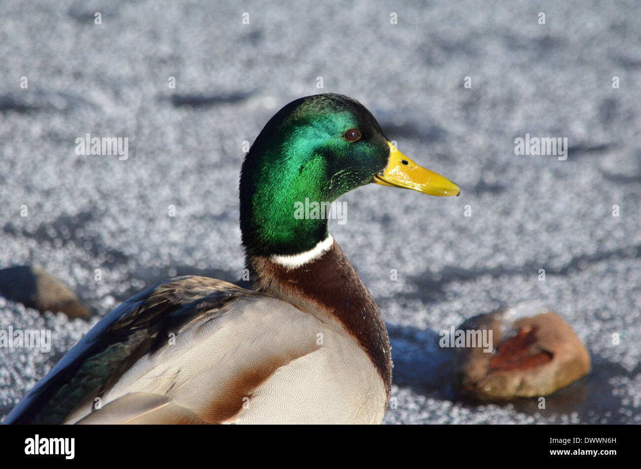 Duck on the iced-up duck pond in the park Stock Photo - Alamy