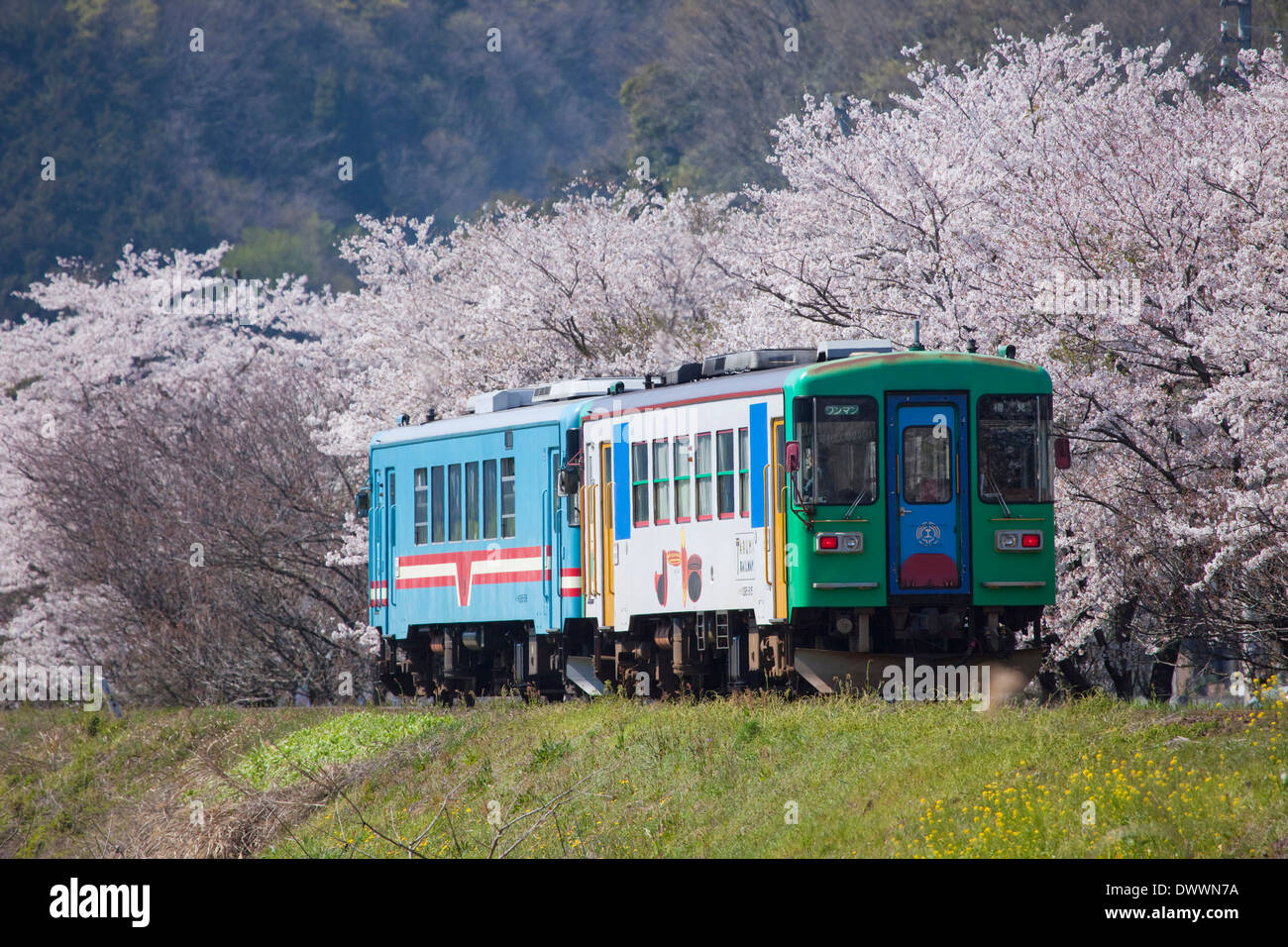 Local train and cherry trees hi-res stock photography and images - Alamy