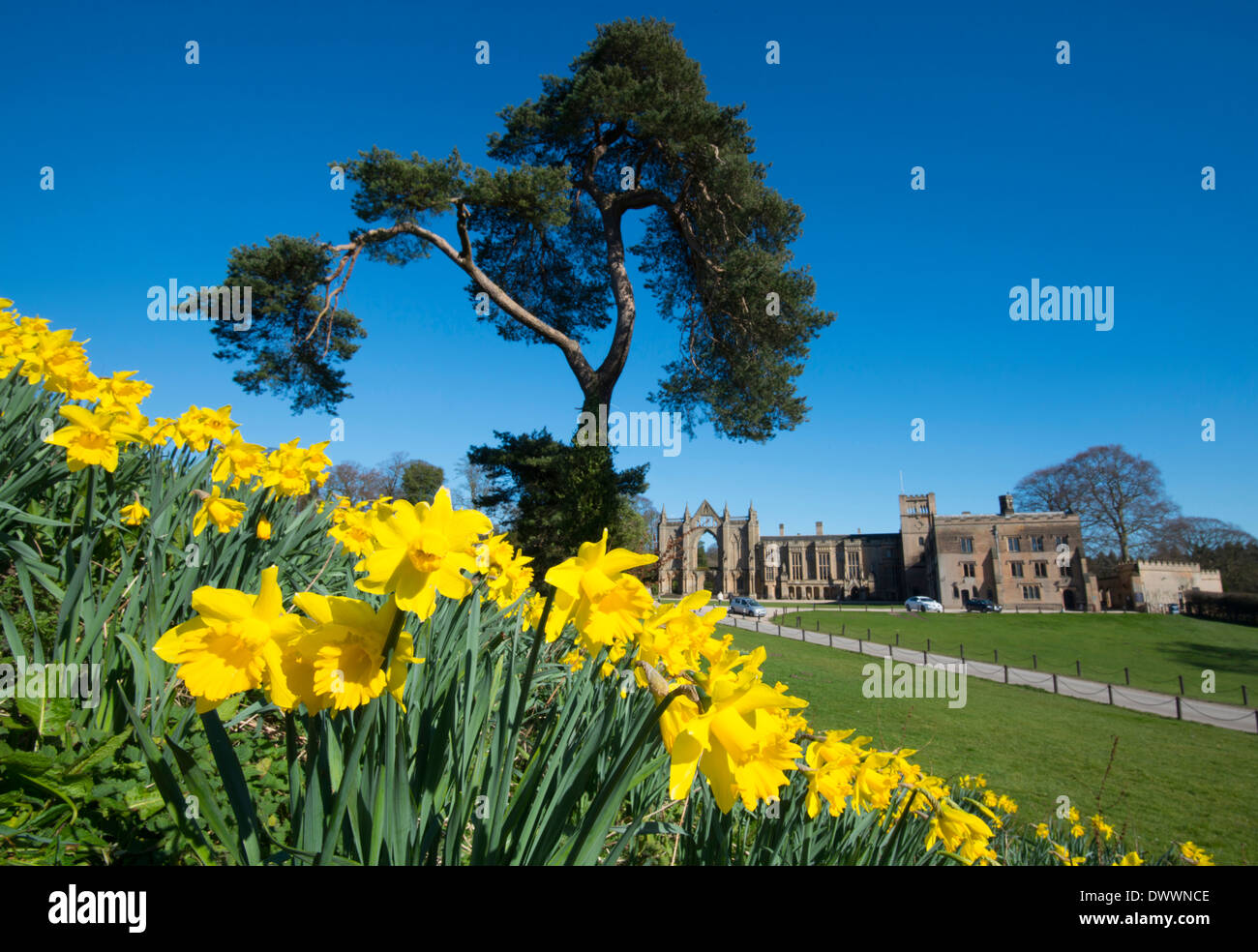 Spring daffodils at Newstead Abbey, Nottinghamshire England UK Stock ...