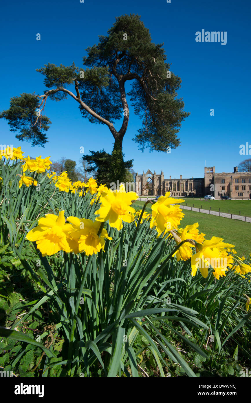 Spring daffodils at Newstead Abbey, Nottinghamshire England UK Stock ...