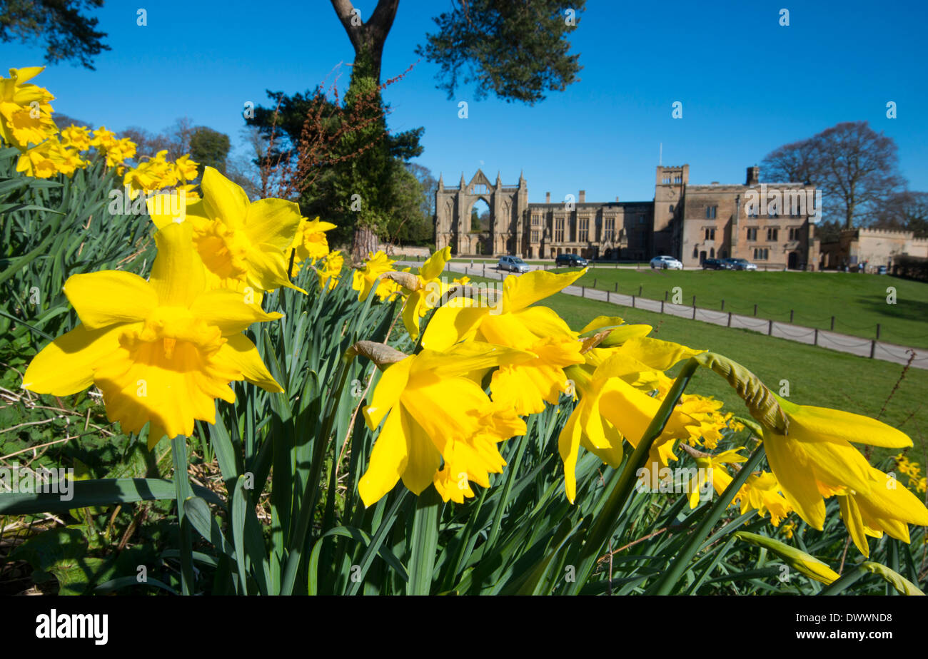 Spring daffodils at Newstead Abbey, Nottinghamshire England UK Stock ...
