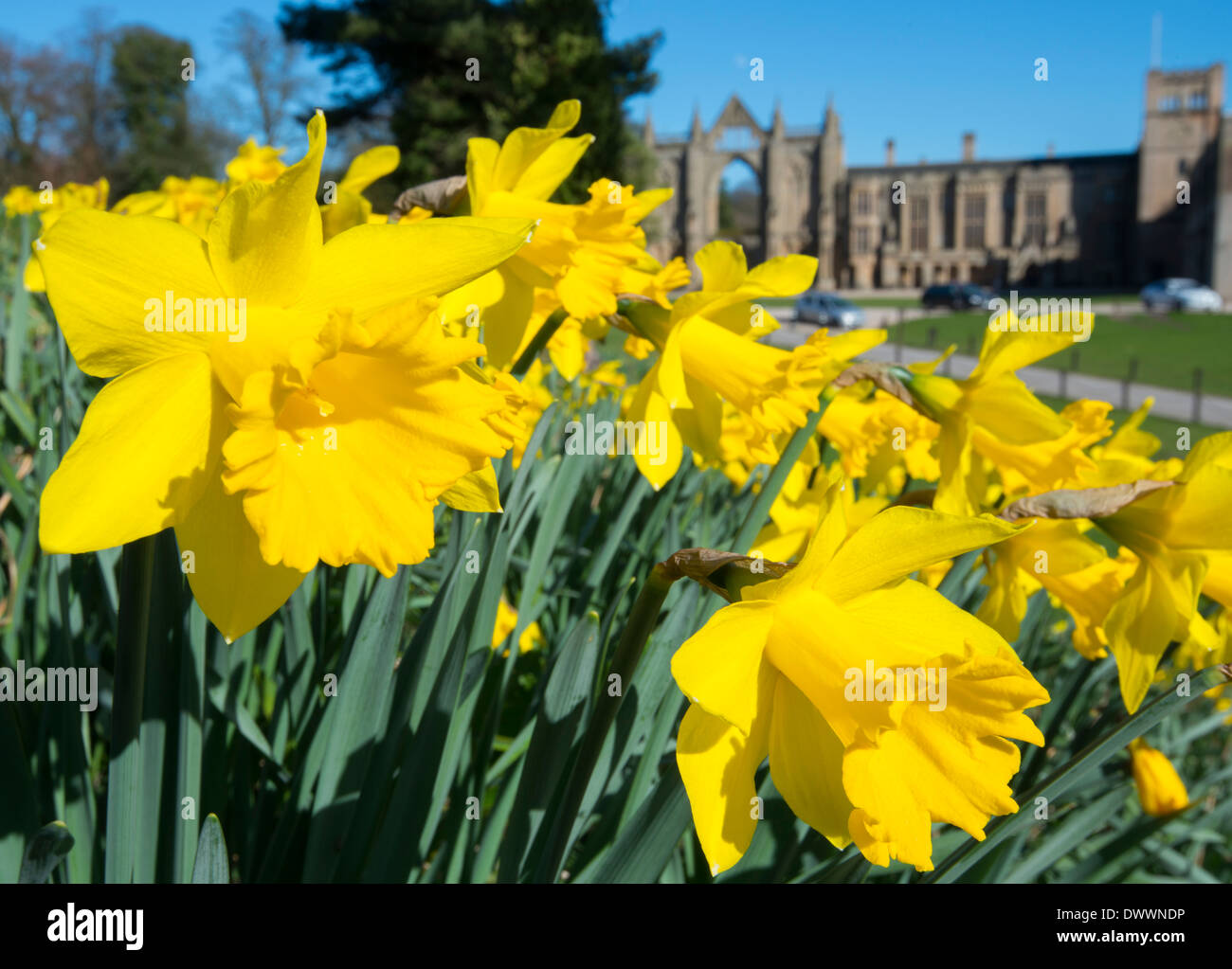 Vibrant daffodils hi-res stock photography and images - Alamy