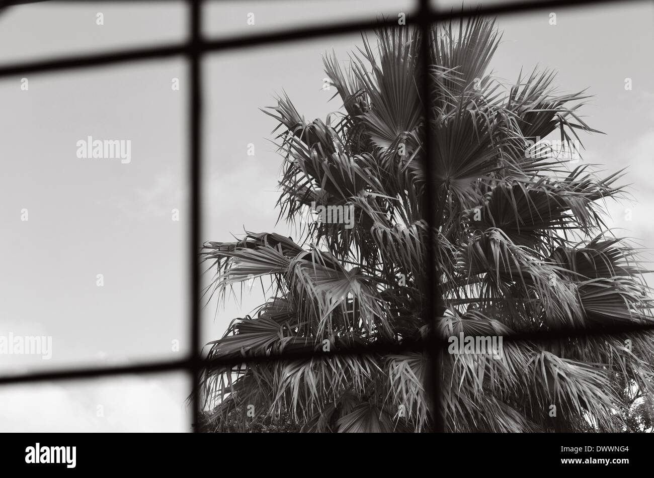 Crime Tree High Resolution Stock Photography and Images - Alamy