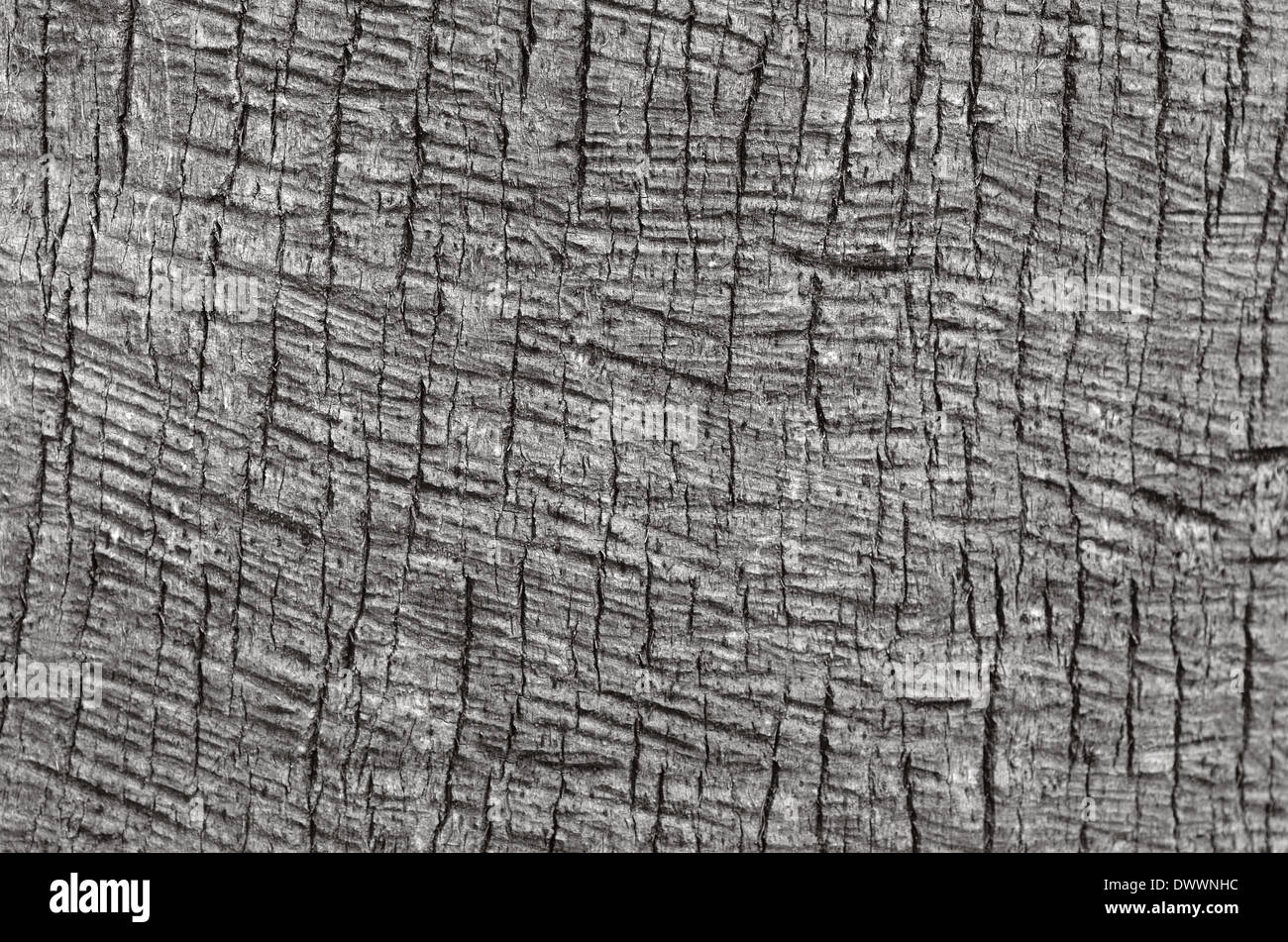 Tree Bumps High Resolution Stock Photography and Images - Alamy