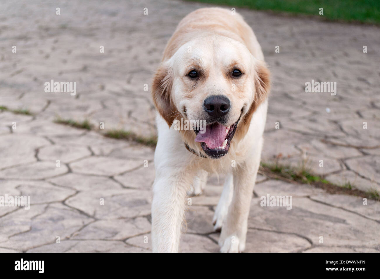 A face to face picture of a yellow/white Golden Retriever Labrador ...