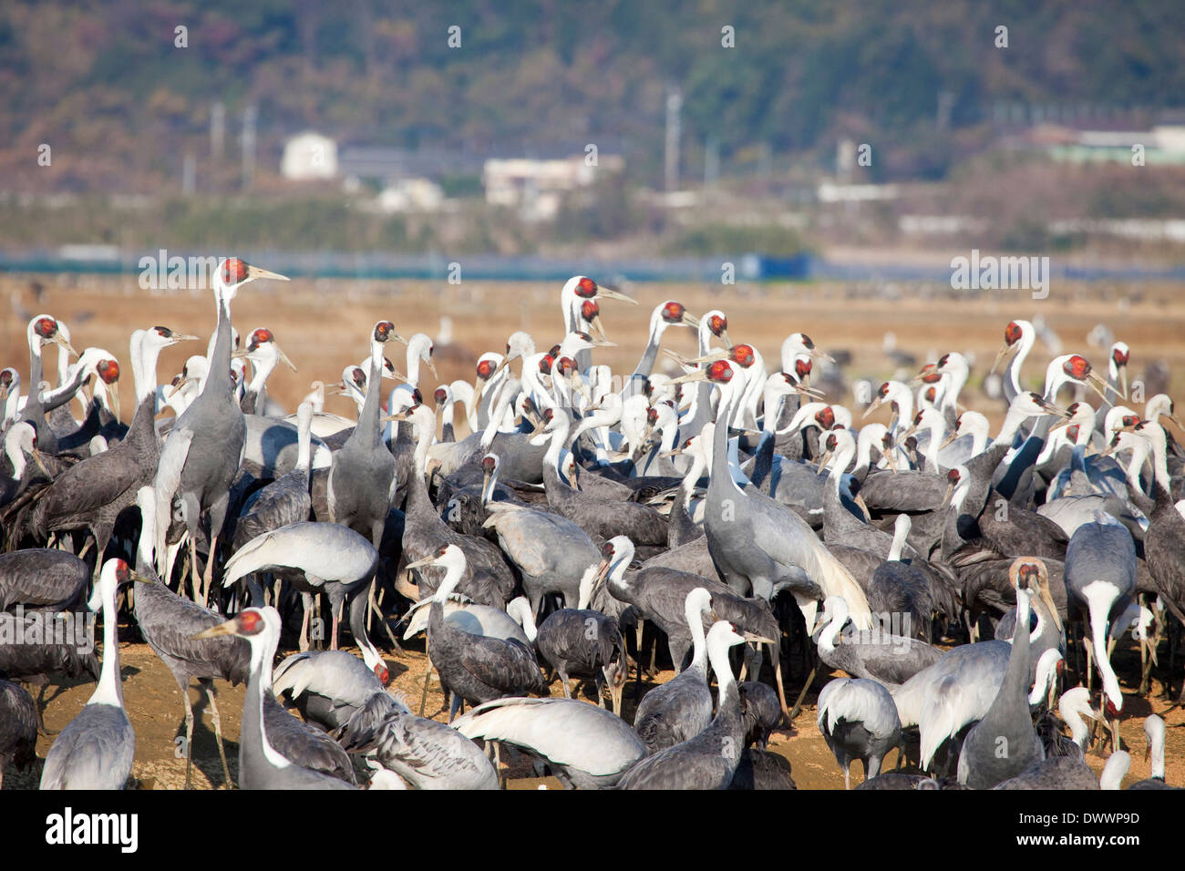 Flock of cranes hi-res stock photography and images - Alamy