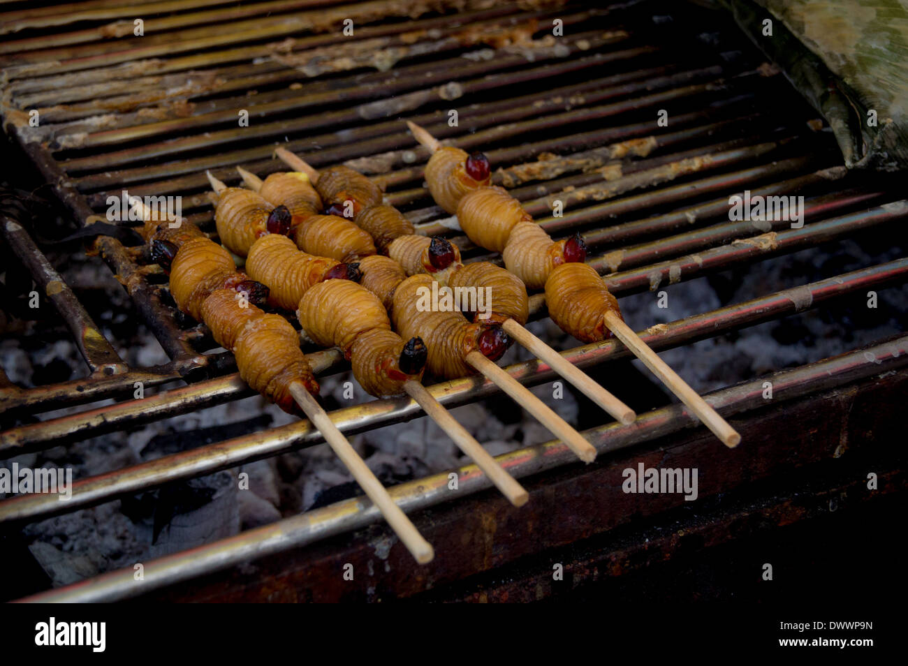 Palm Weevil Larvae High Resolution Stock Photography and Images - Alamy