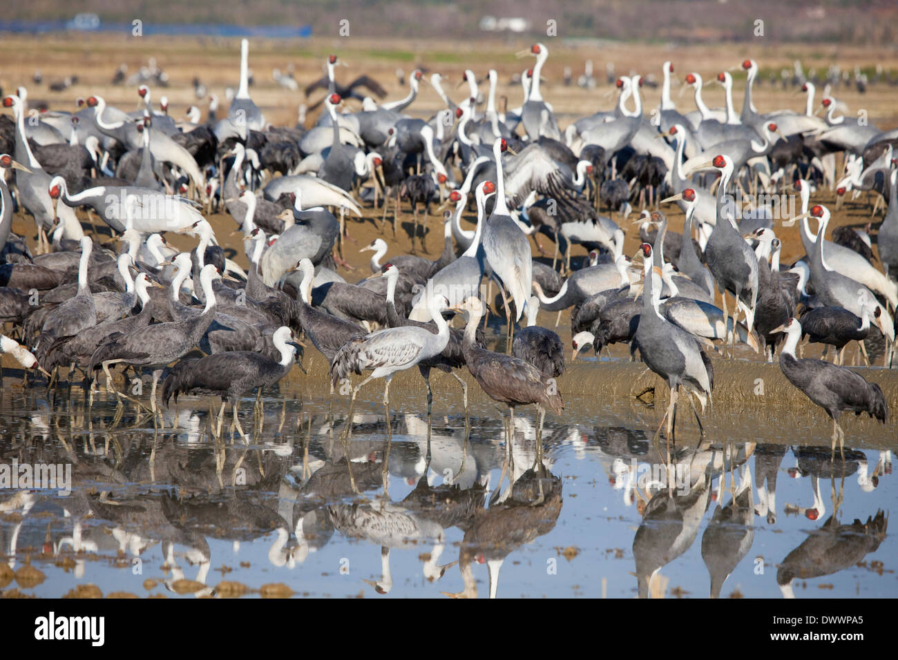 Flock of cranes hi-res stock photography and images - Alamy