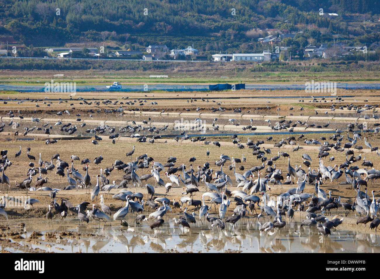 Flock of cranes hi-res stock photography and images - Alamy