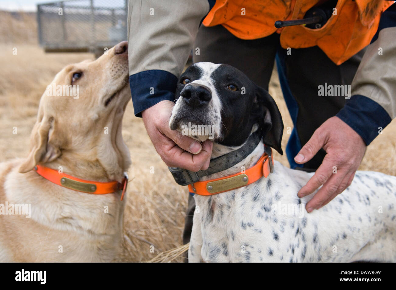 Dog Handler and Guide Working wiith English Pointer and Labrador ...