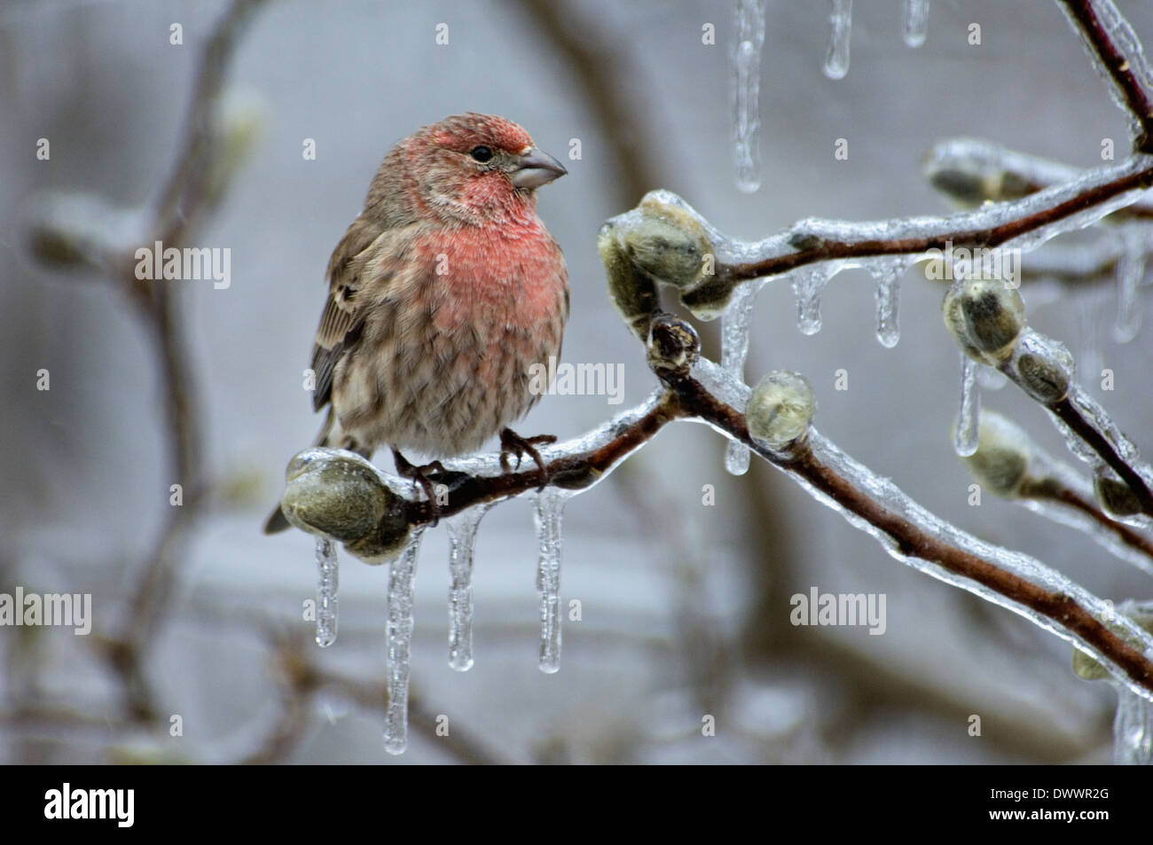 Male house finch hi-res stock photography and images - Alamy