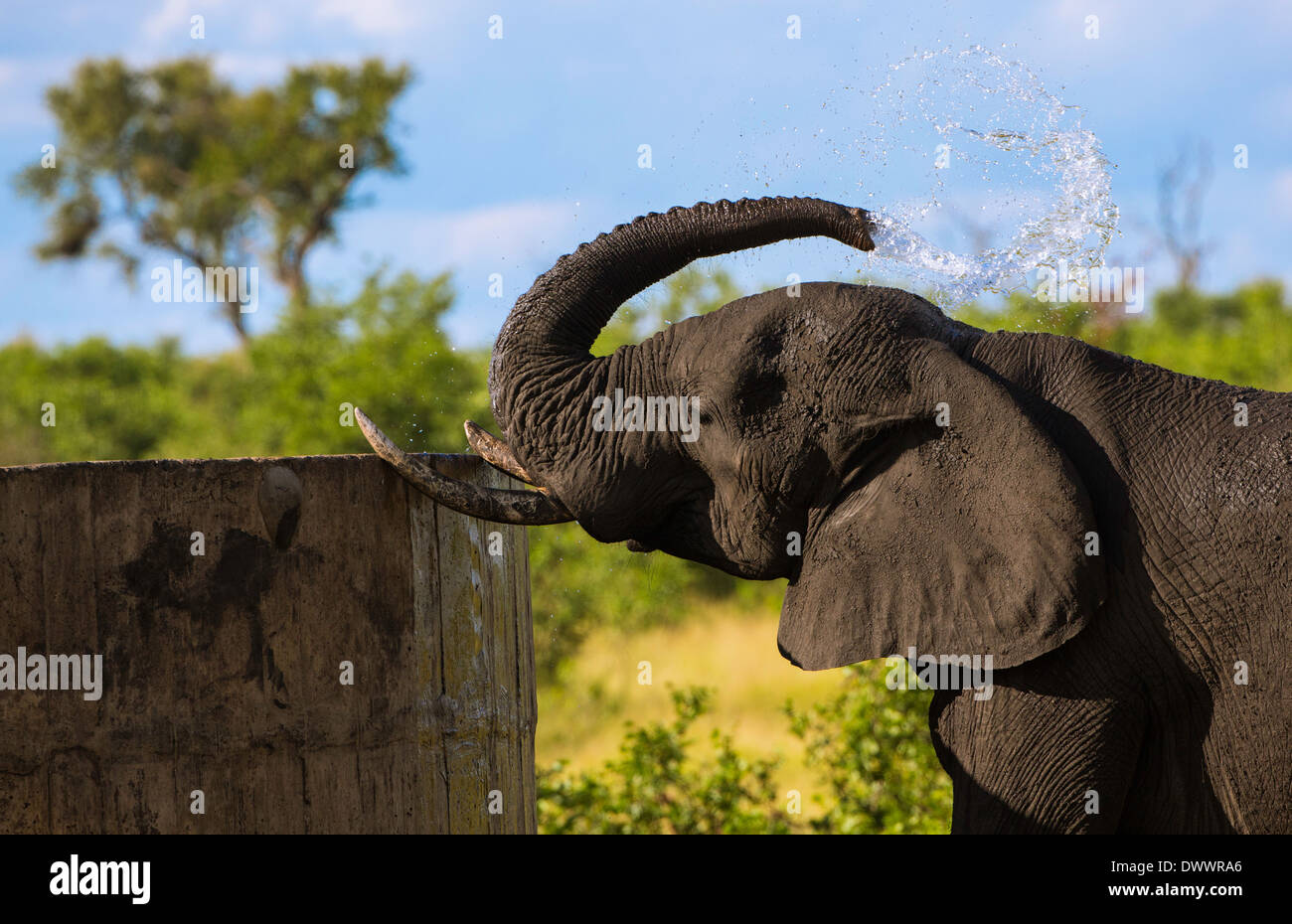 Trunk shower hi-res stock photography and images - Alamy