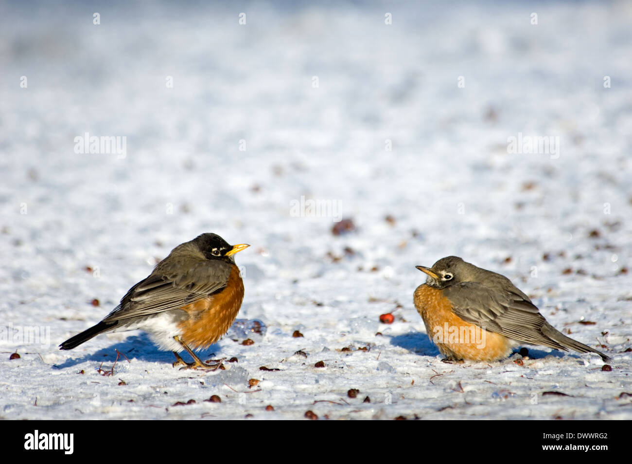 American robins hi-res stock photography and images - Alamy