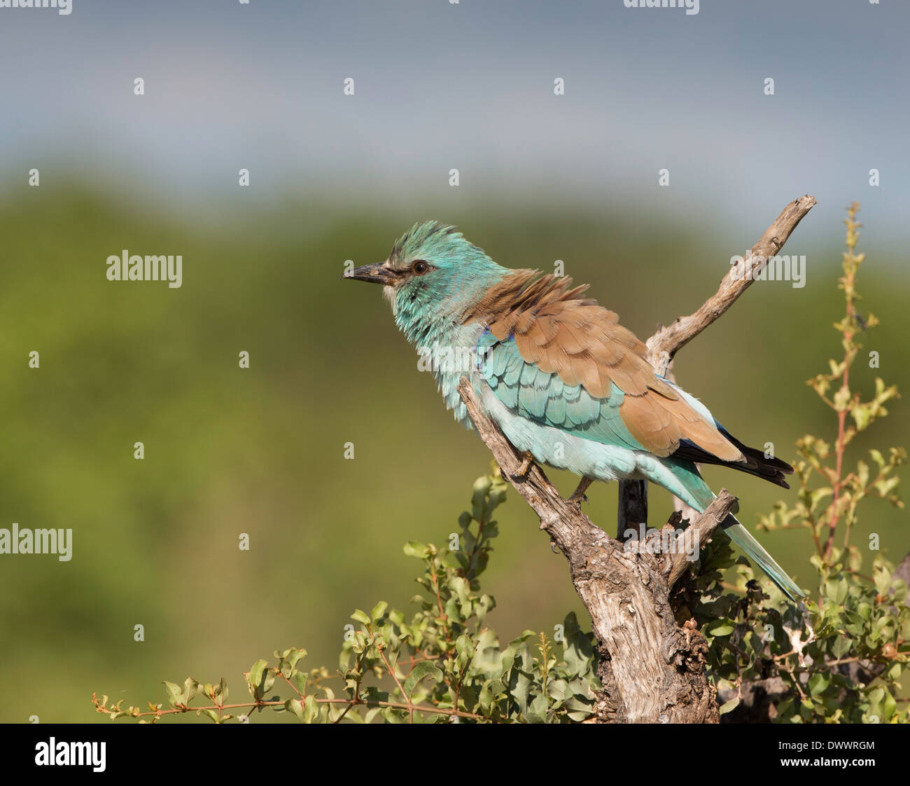 Ruffling feather hi-res stock photography and images - Alamy