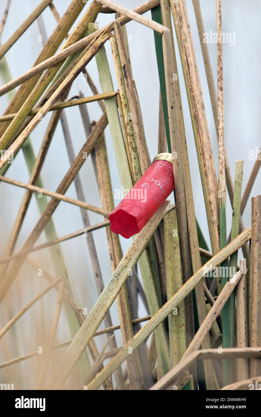 Ejected 12 Gauge Shotgun Shell Wedged in Wetland Grasses Stock Photo ...