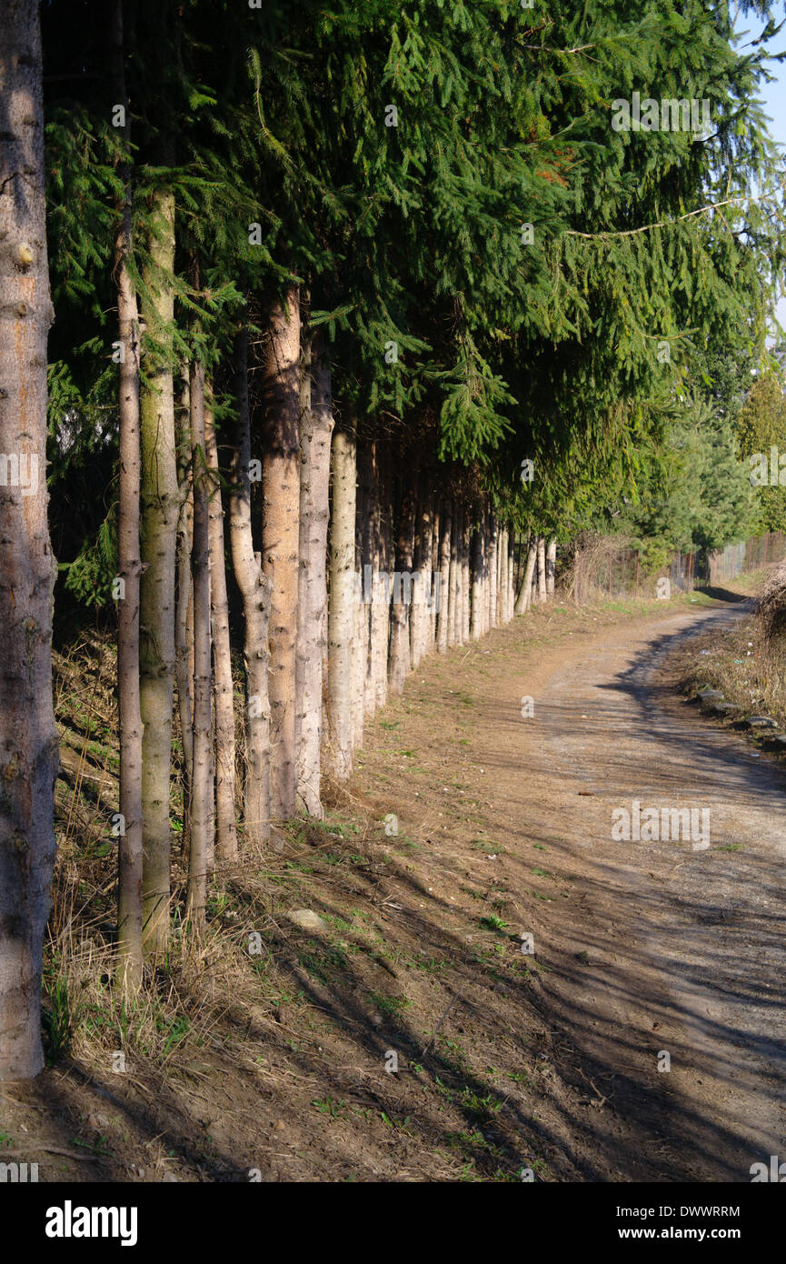 row of trees Stock Photo - Alamy