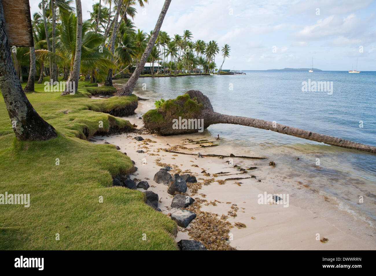 Fallen palm tree on beach side Stock Photo - Alamy