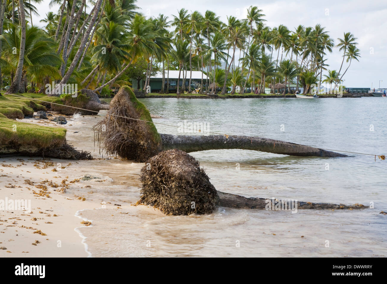 Fallen palm trees on beach side Stock Photo - Alamy
