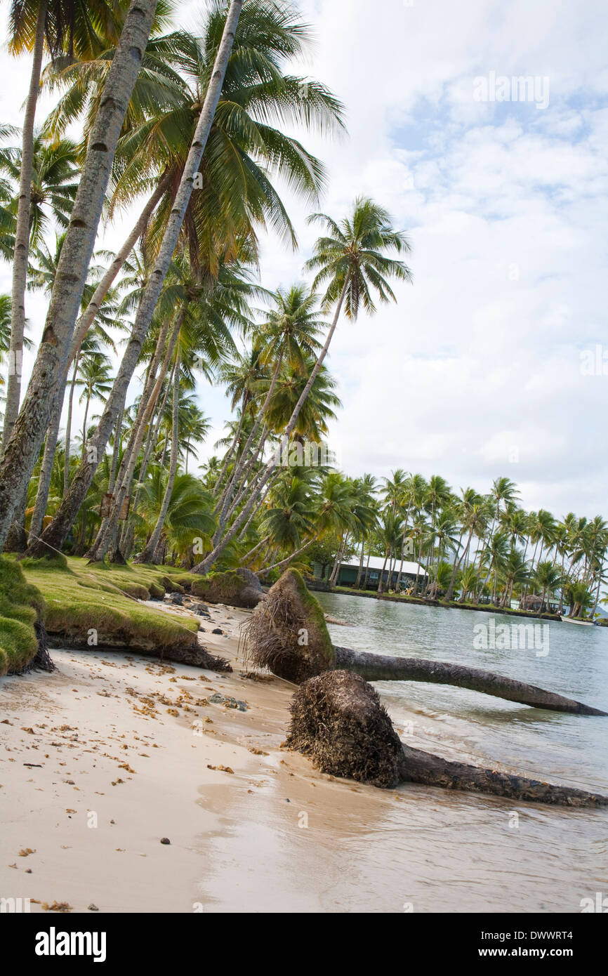 Fallen palm trees on beach side Stock Photo - Alamy