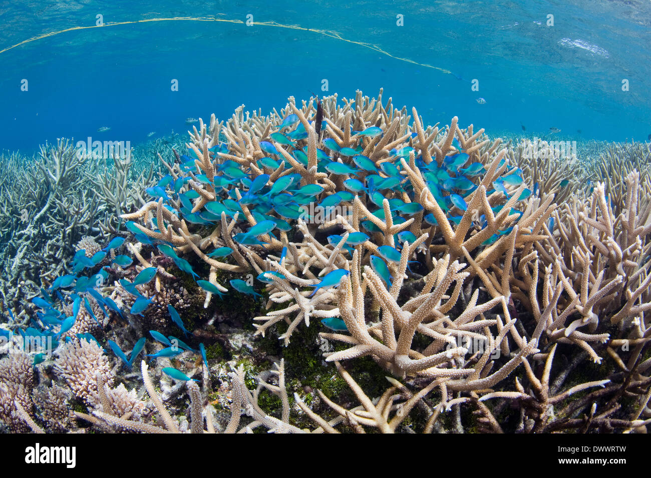 Reef tropical hi-res stock photography and images - Alamy