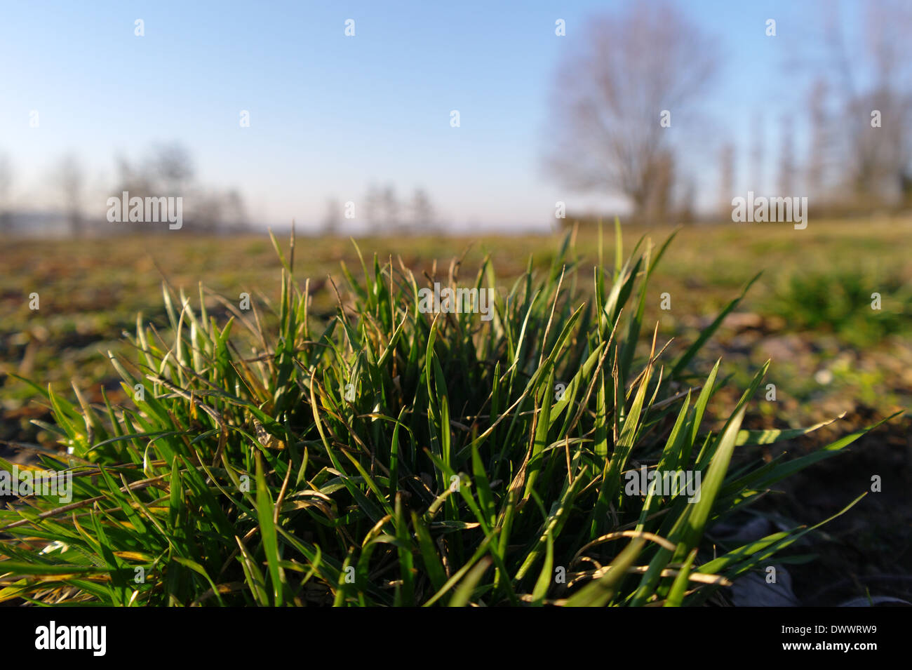 Cluster grass hi-res stock photography and images - Alamy