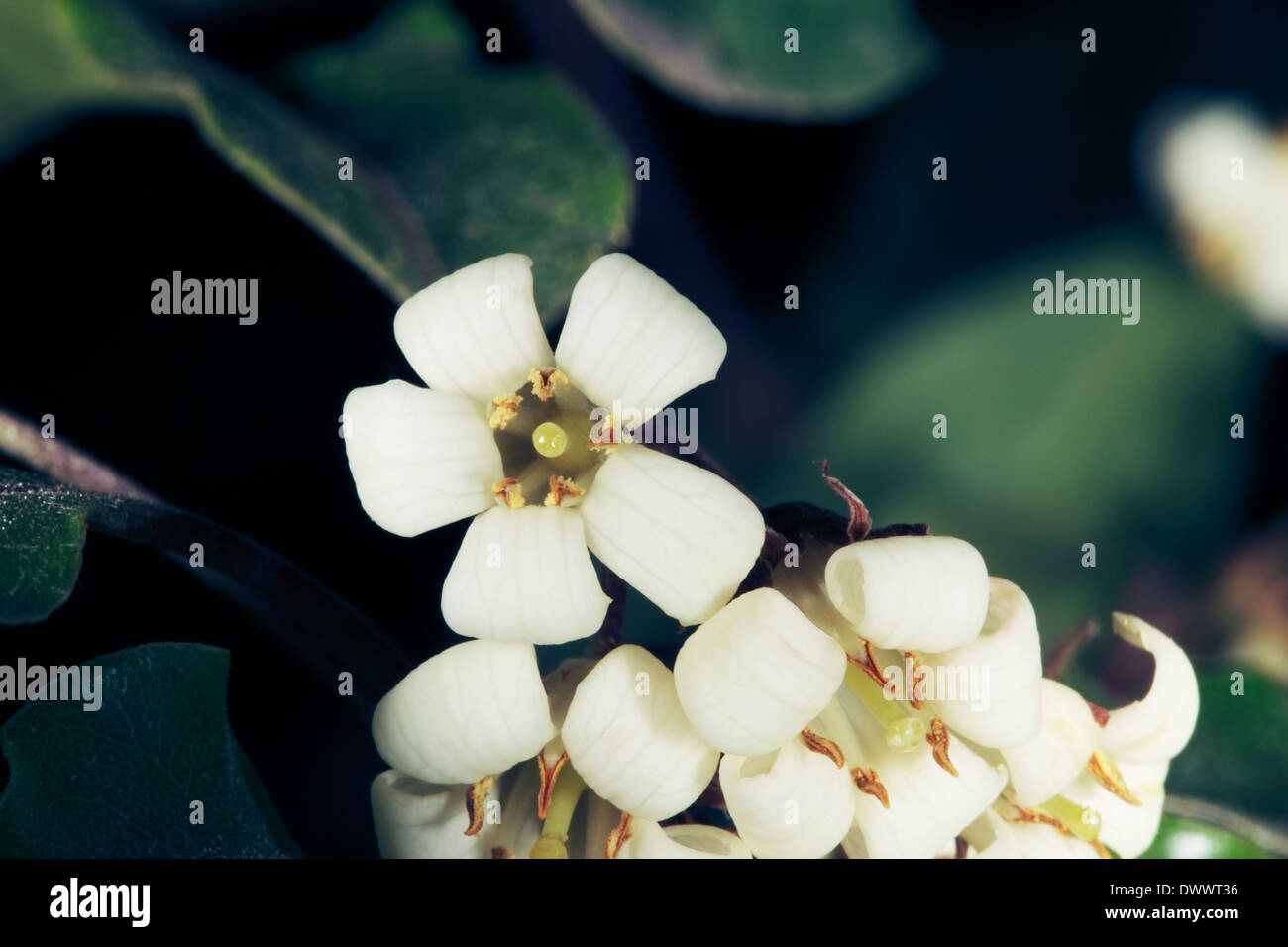 Close up pittosporum undulatum sweet pittosporum native hi-res stock ...