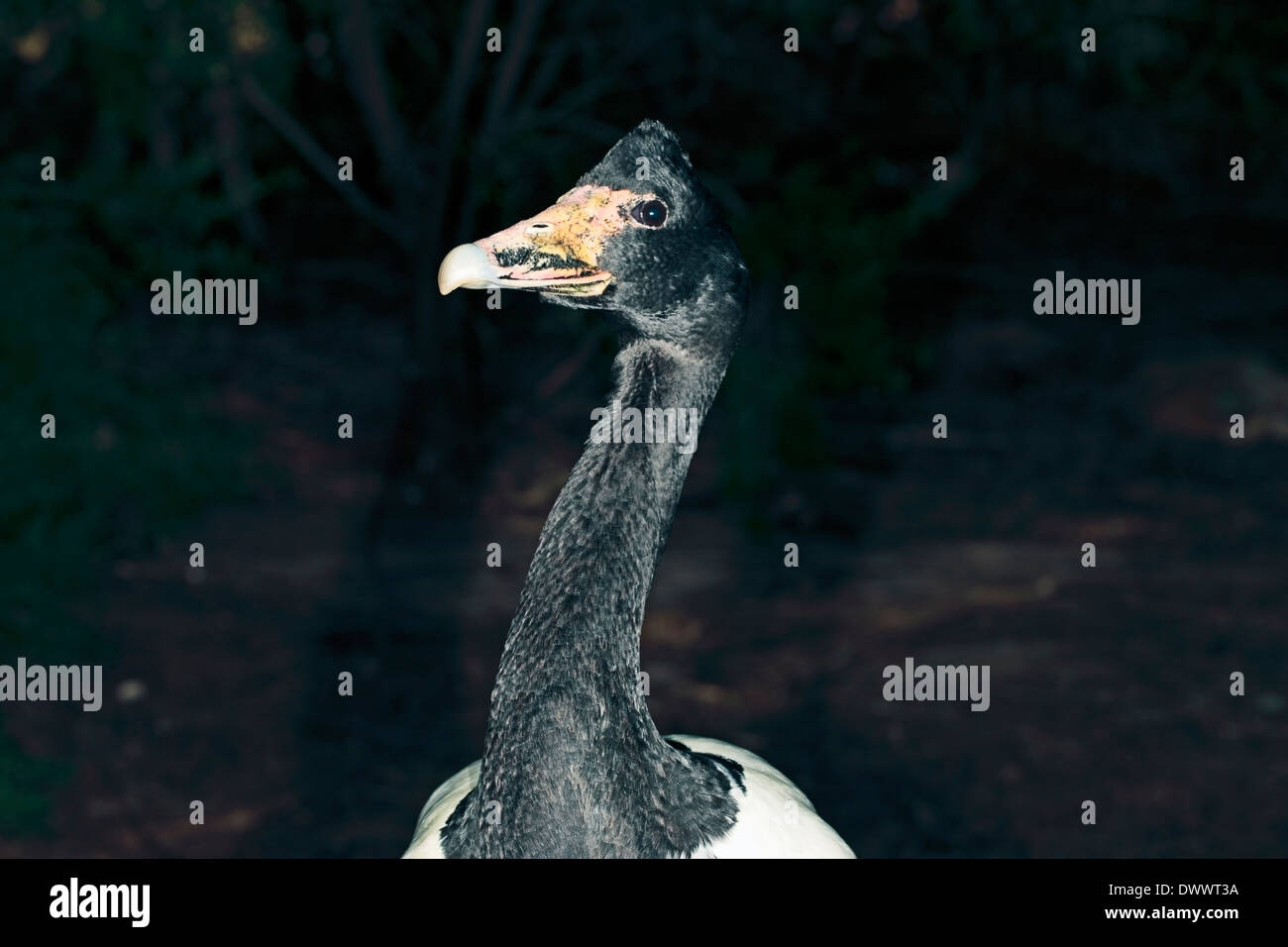 Male Pied/Magpie/Semi-palmated Goose - Anseranas semipalmata-Family ...