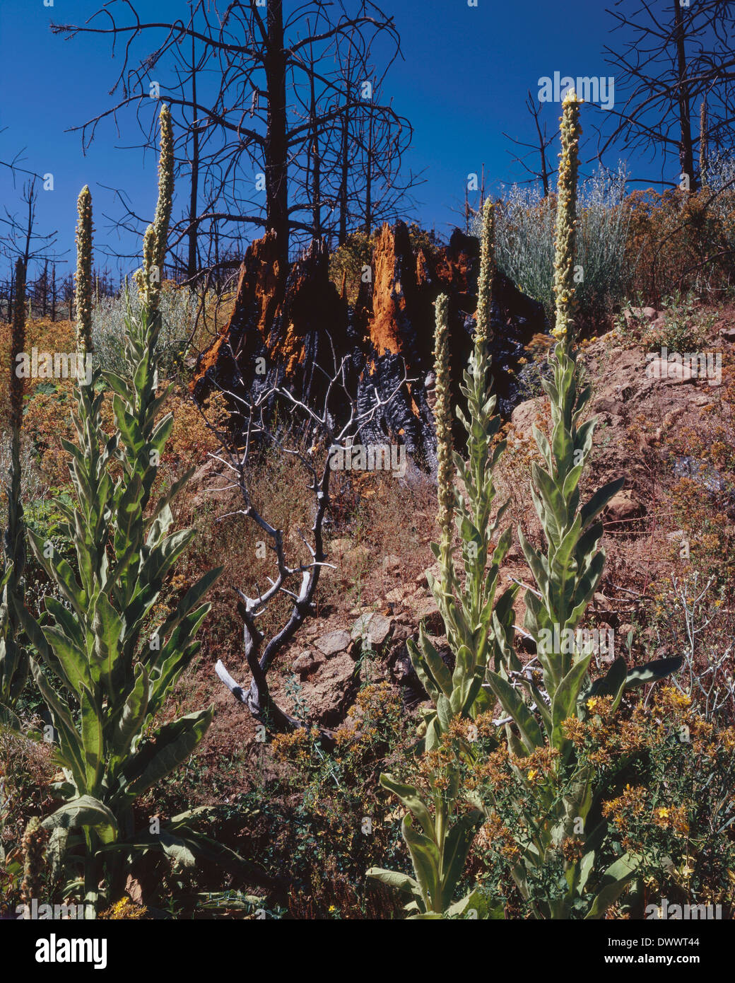 Daniel burn hi-res stock photography and images - Alamy