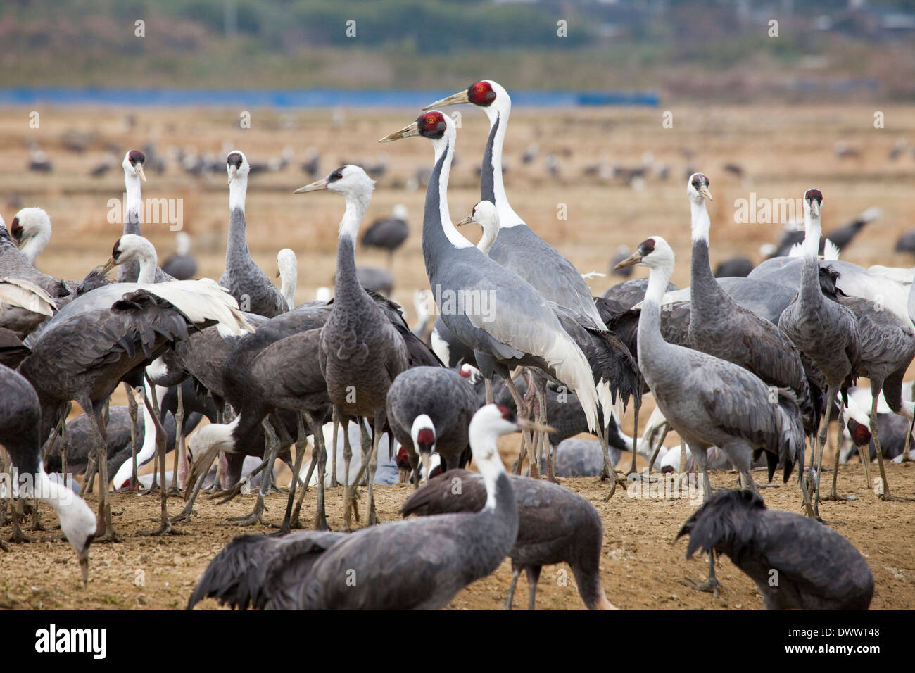 Flock of cranes hi-res stock photography and images - Alamy