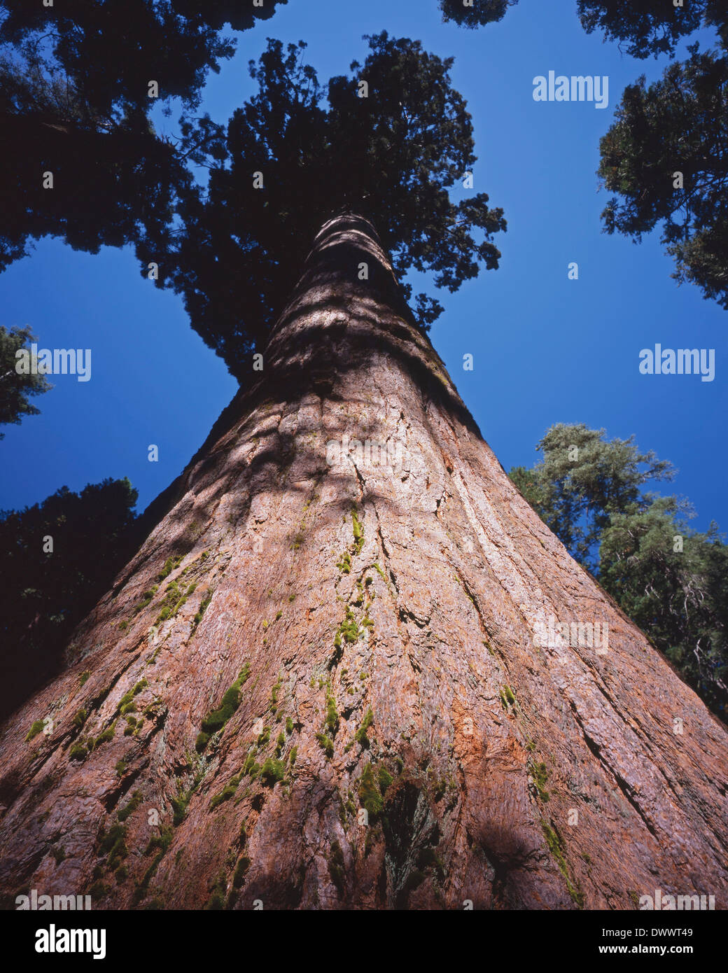 Giant trees reach sky in hi-res stock photography and images - Alamy