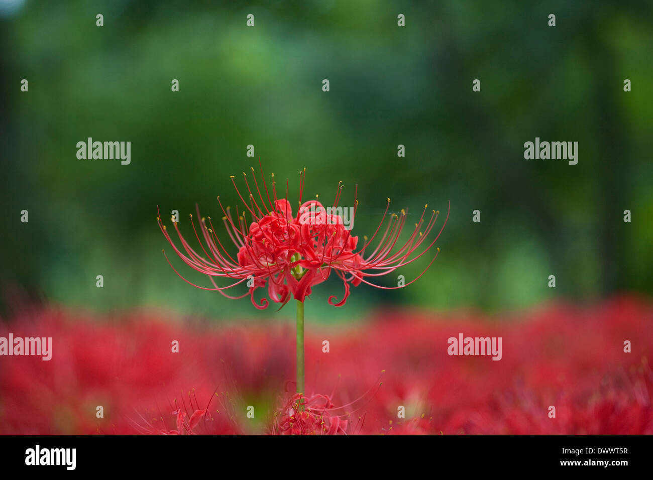 Spider lily hi-res stock photography and images - Alamy