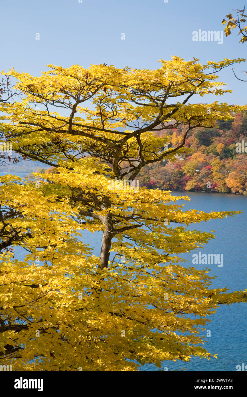Leaves above lake hi-res stock photography and images - Alamy