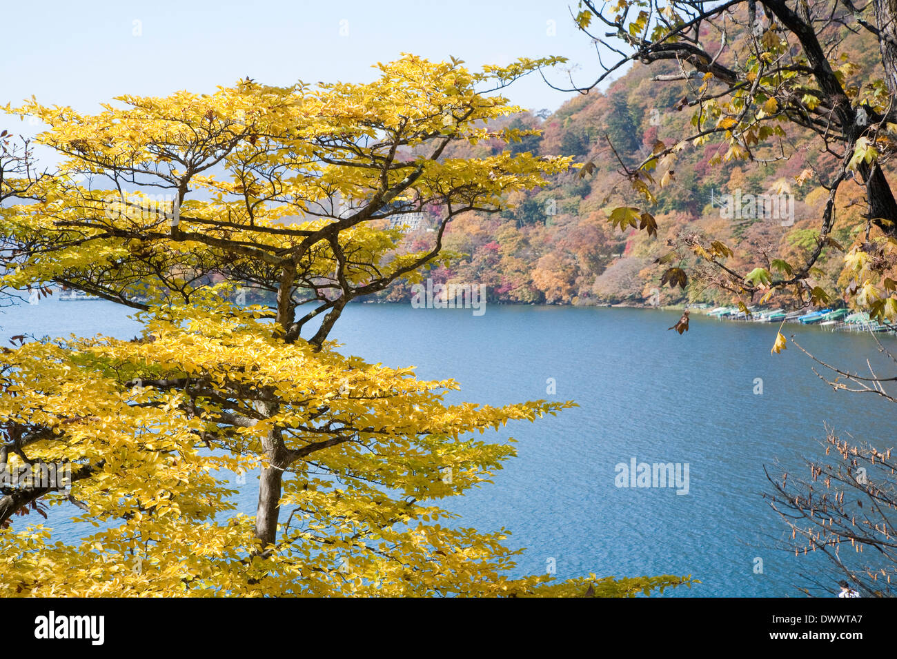Tree above lake hi-res stock photography and images - Alamy