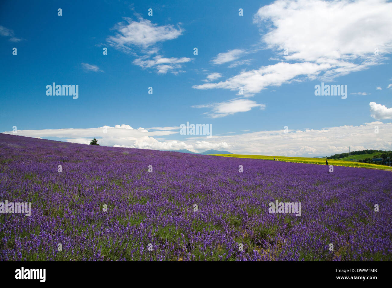 Lavender field of Kanno Farm, Hokkaido, Japan Stock Photo - Alamy