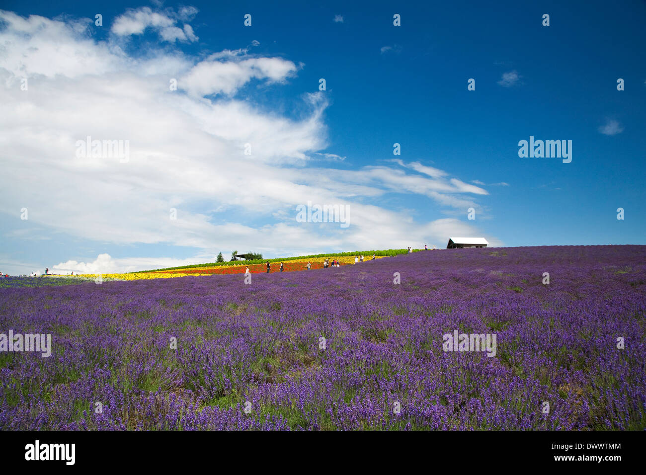 Lavender field of Kanno Farm, Hokkaido, Japan Stock Photo - Alamy