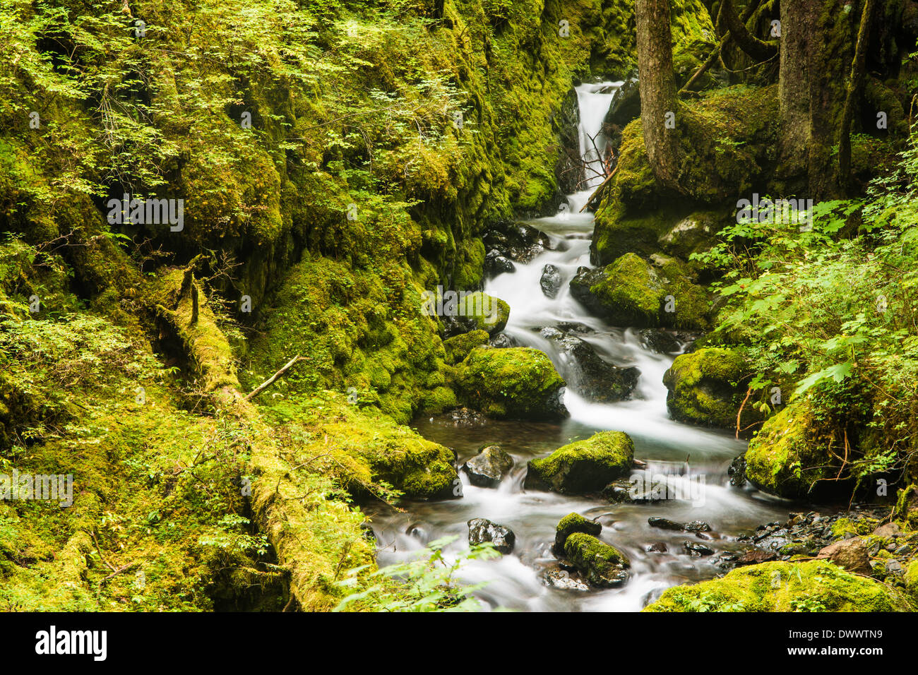Stream flowing through the temperate rain forest of Tongass National ...