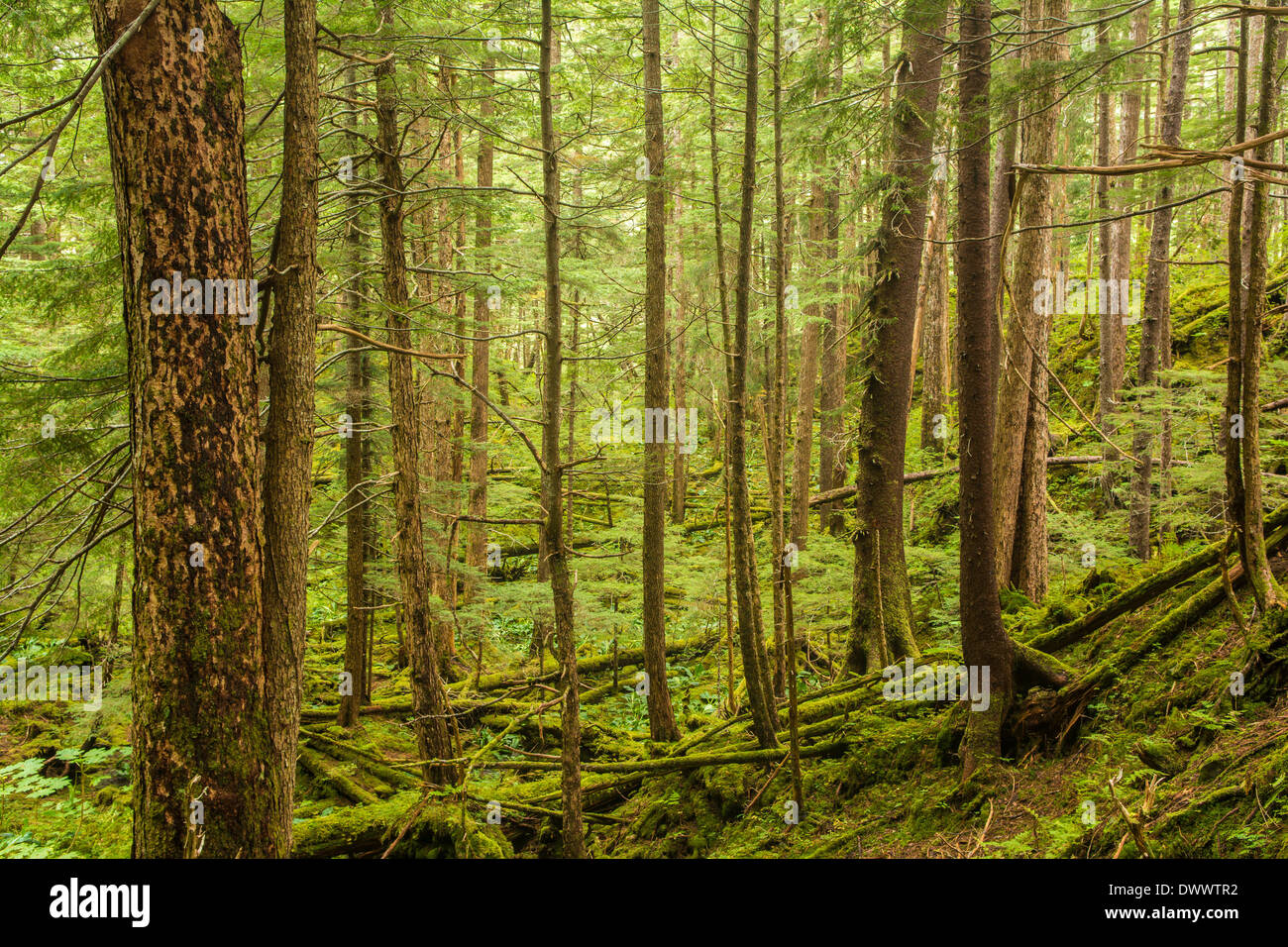 Tongass national forest southeast alaska hi-res stock photography and ...