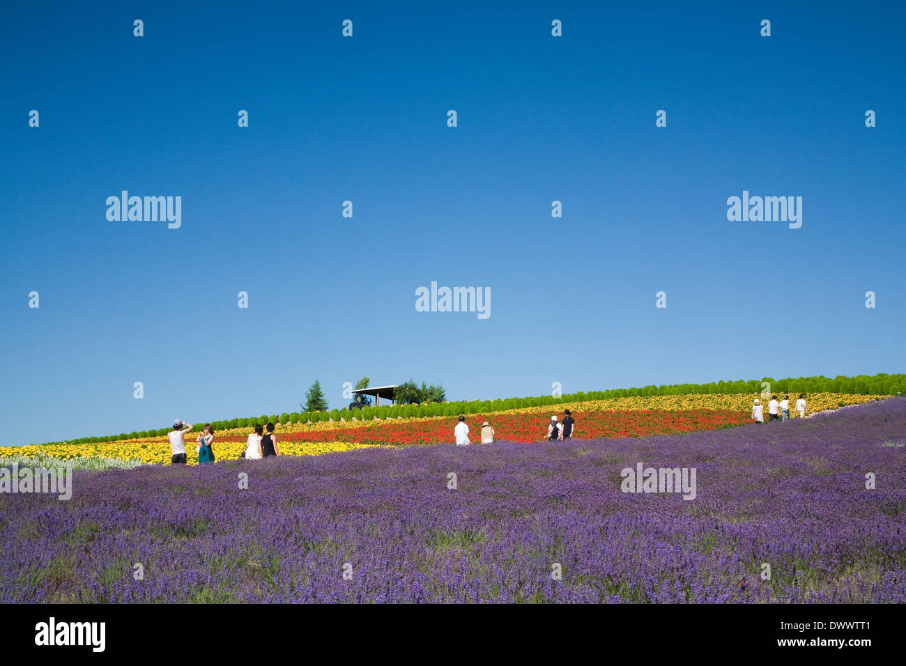Flower field of Kanno Farm, Hokkaido, Japan Stock Photo - Alamy