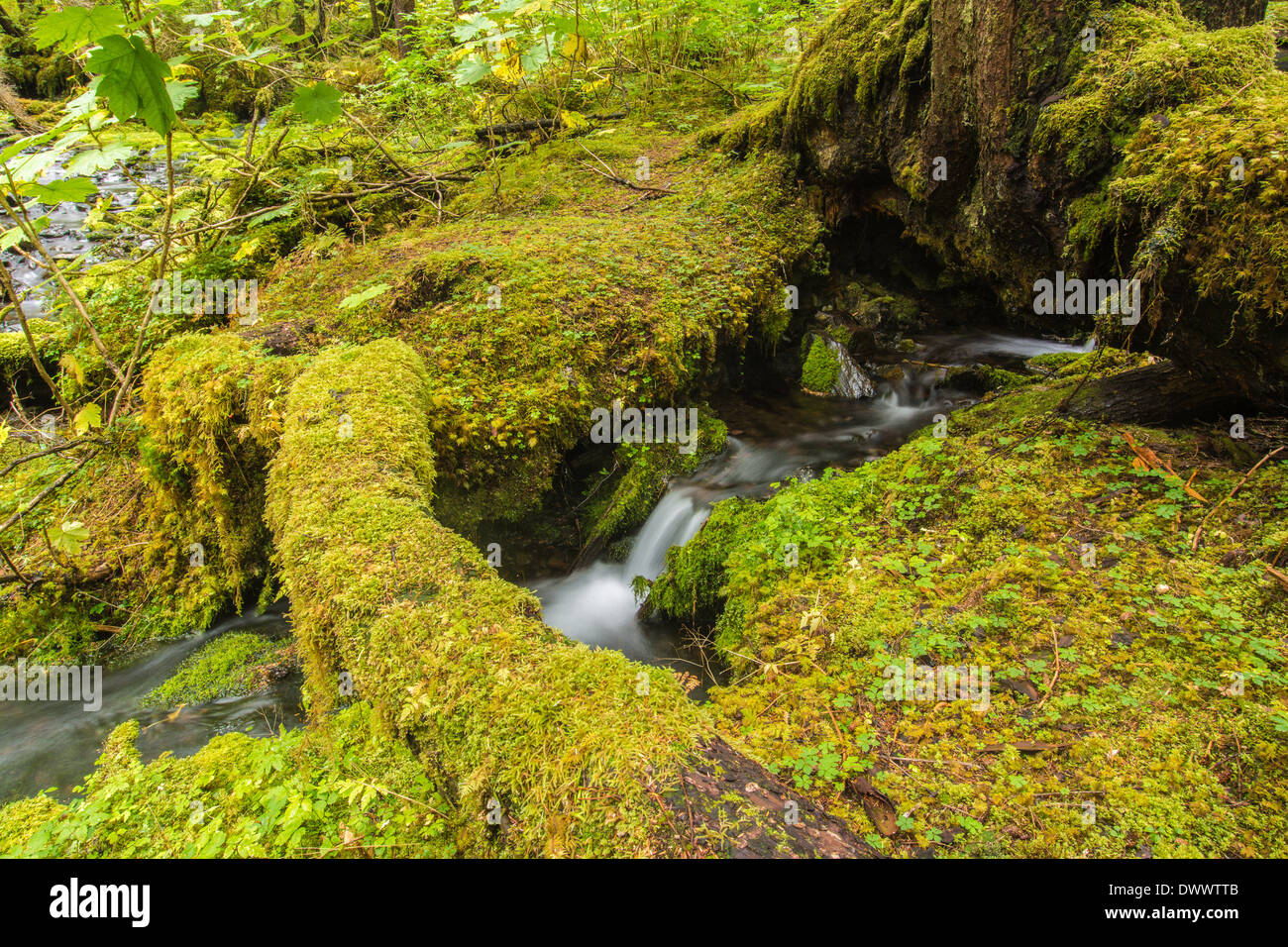Stream flowing through the temperate rain forest of Tongass National ...