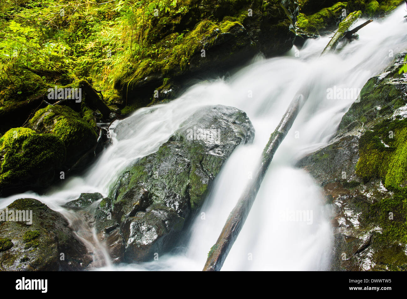 Stream flowing through the temperate rain forest of Tongass National ...