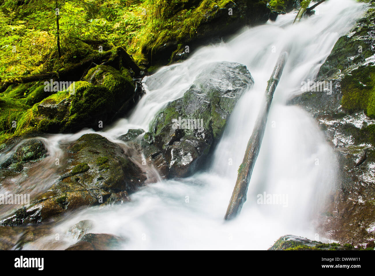 Stream flowing through the temperate rain forest of Tongass National ...