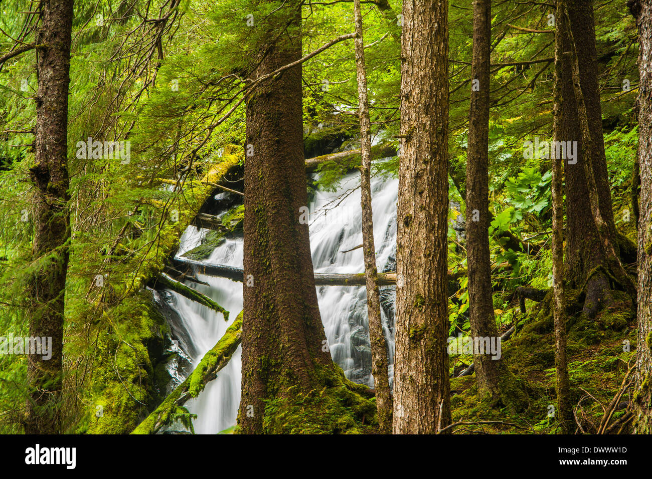 Stream flowing through the temperate rain forest of Tongass National ...