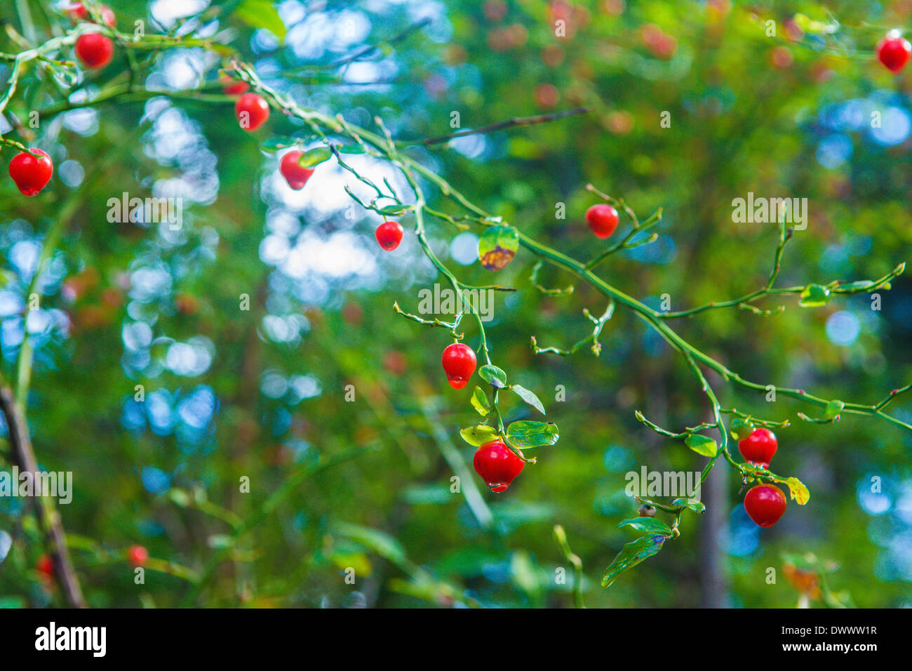 Huckleberries hi-res stock photography and images - Alamy