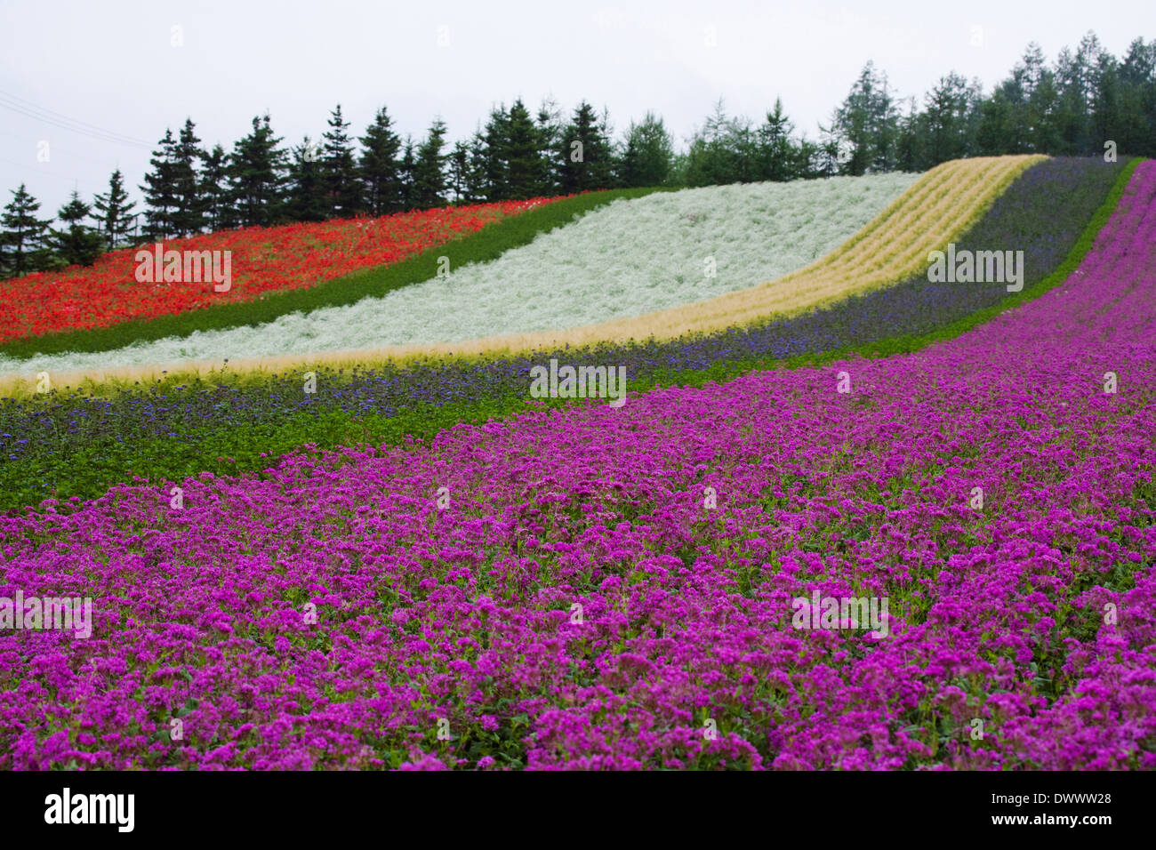 Flower field of Farm Tomita, Hokkaido, Japan Stock Photo - Alamy