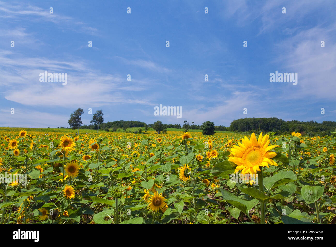 Sunflower field, Hokkaido, Japan Stock Photo - Alamy