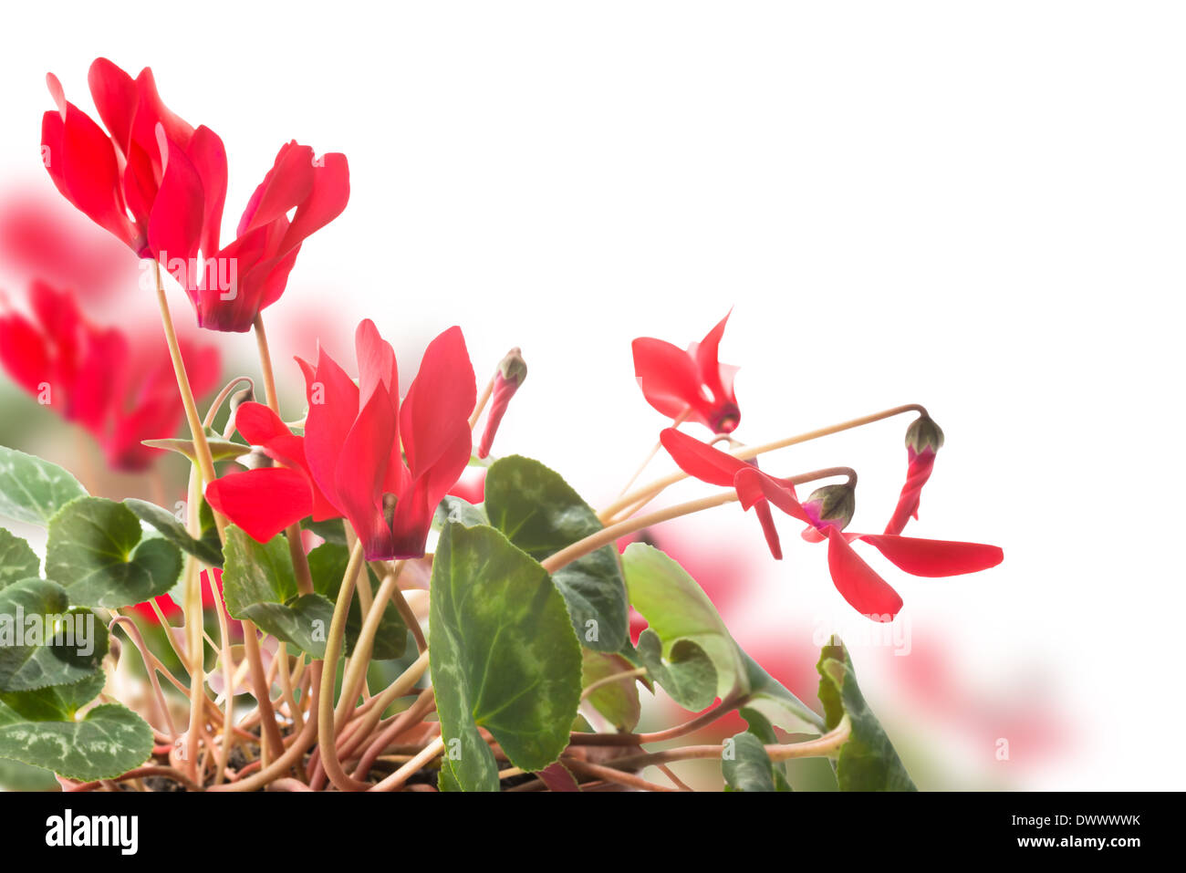 Red cyclamen flower is isolated on white background Stock Photo - Alamy