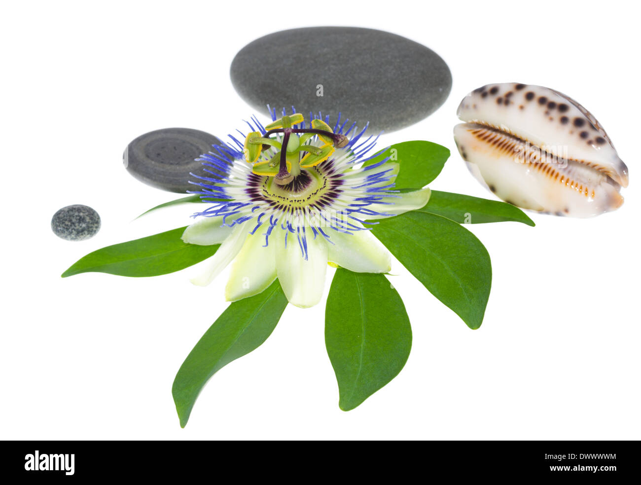 passiflora flower and stones, shell is isolated on white background ...