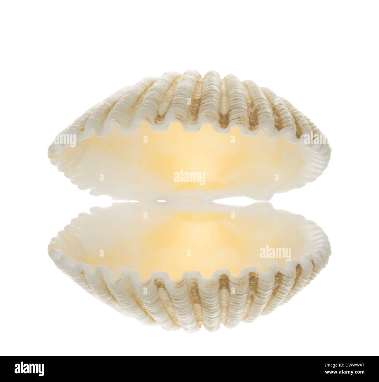 Cockleshell opened is isolated on white background Stock Photo - Alamy