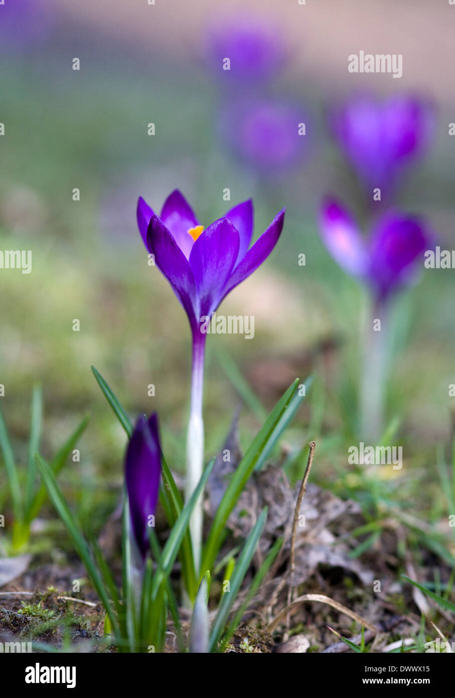 crocus flowers in English garden Stock Photo - Alamy